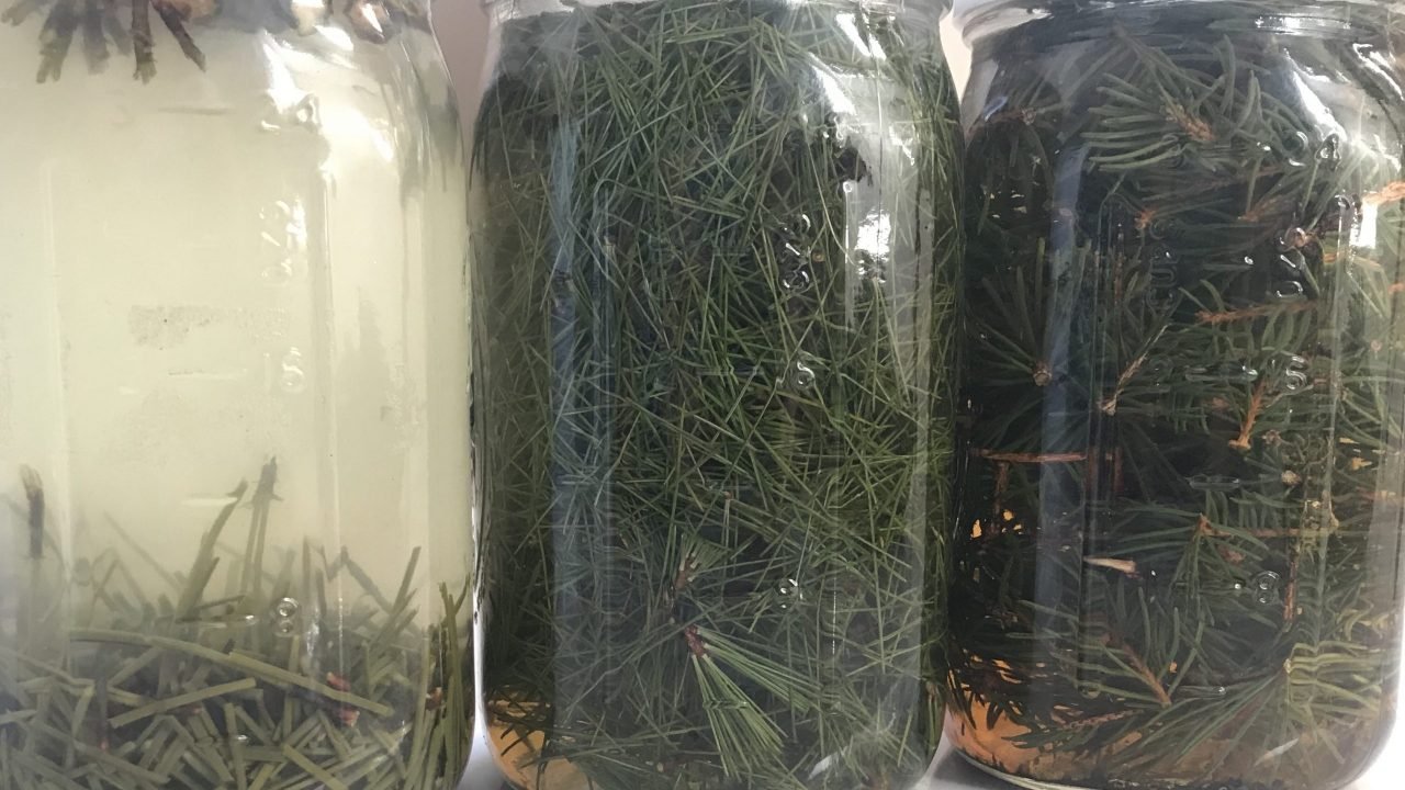 Wild-Fermented Pine Soda: Winter’s Flavors and Wild Soda