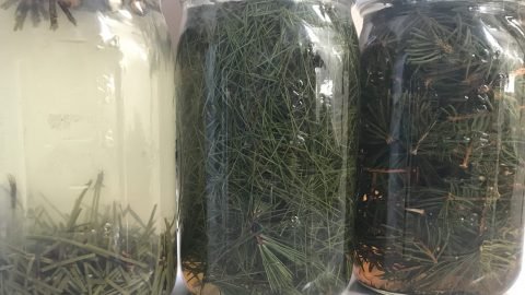 Wild-Fermented Pine Soda: Winter’s Flavors and Wild Soda