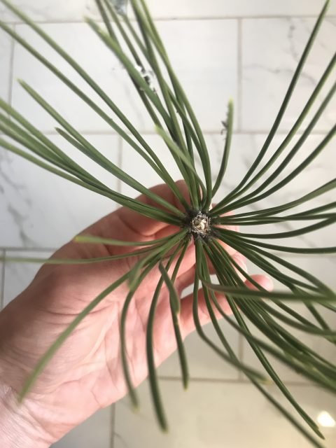 Wild-Fermented Pine Soda: Winter’s Flavors and Wild Soda